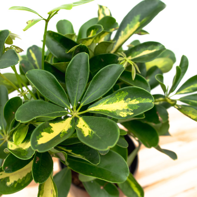 Schefflera Gold Capella op stam - 50cm