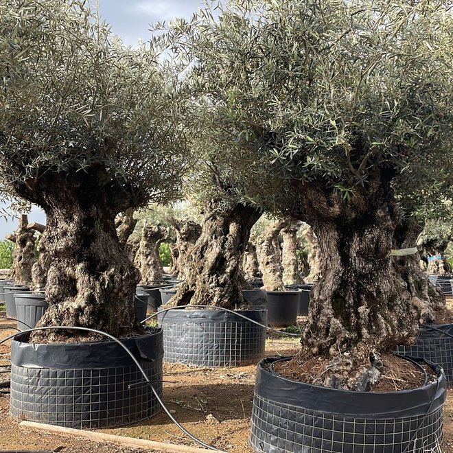 Olive tree Olea Europaea XXL - 260cm