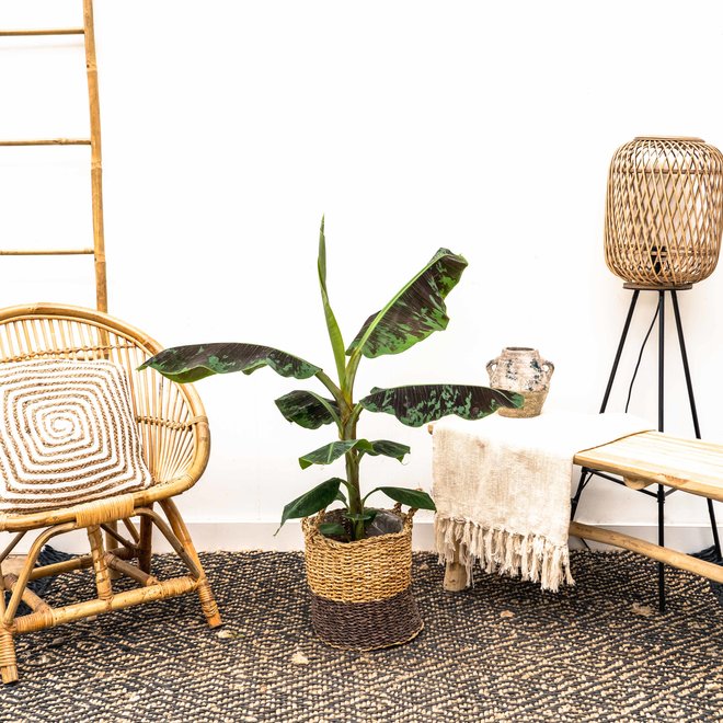 Combi Deal - Banana plant including basket Vic - 100 cm