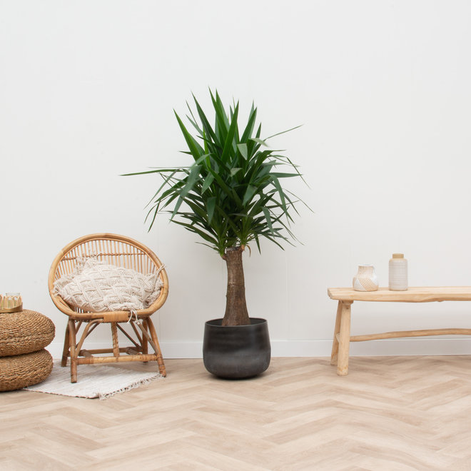 Yucca Elephantipes Maya tree - 140cm