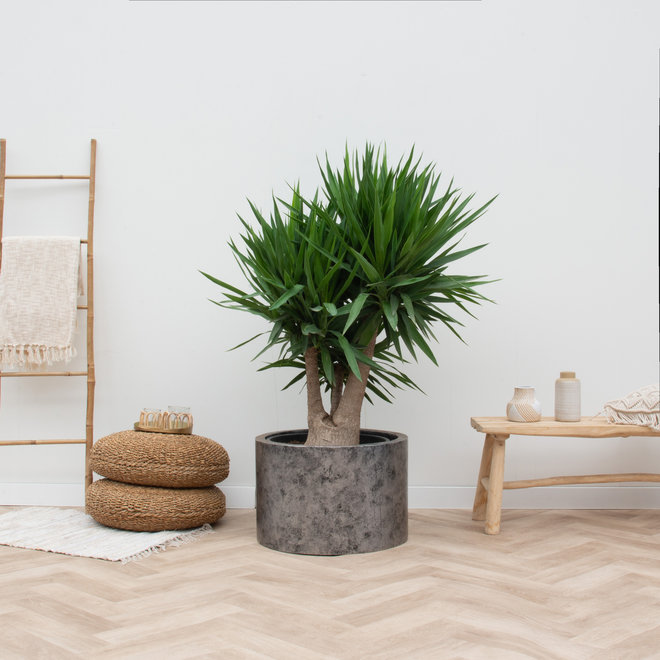 Yucca Elephantipes branched - 170cm