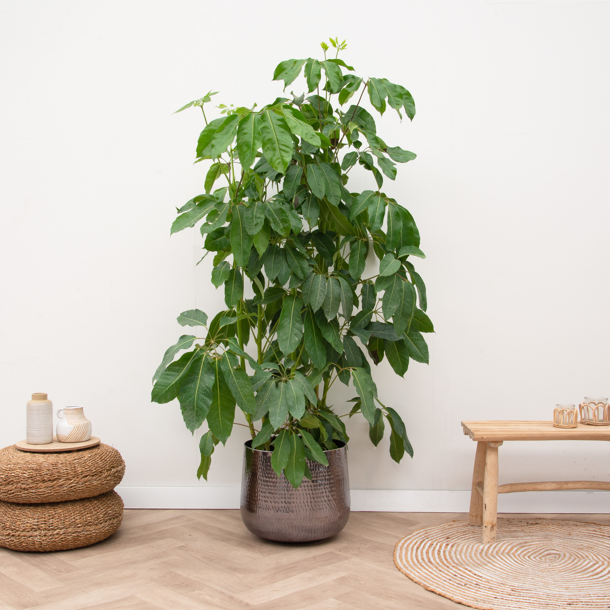 Schefflera Amate 200cm Green Bubble Schefflera Amate 200cm Green Bubble
