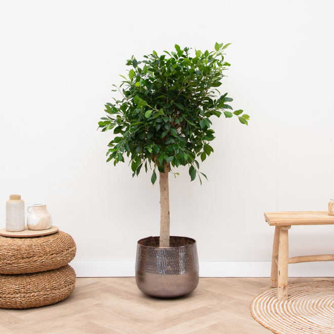 Ficus Nitida - Green Bubble