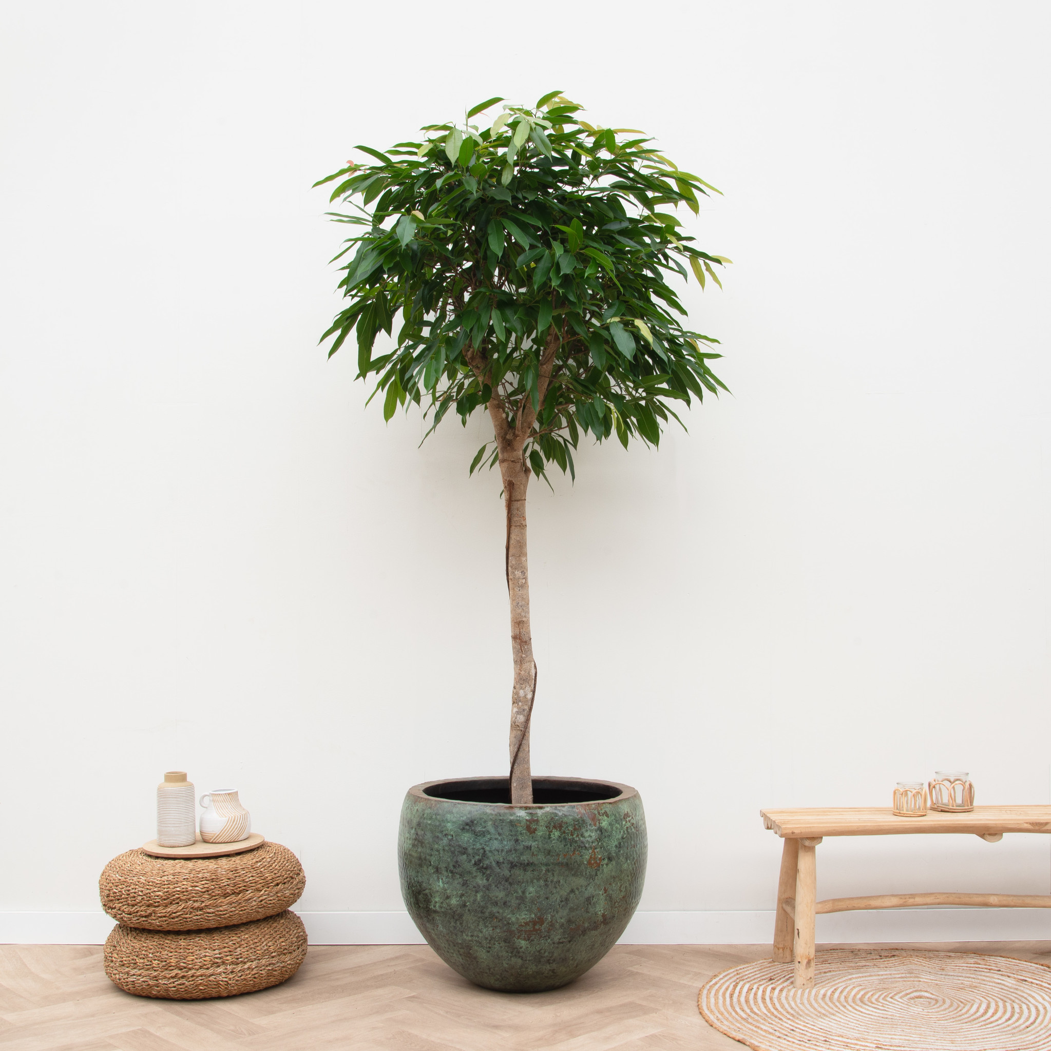 Ficus Amstel King - 250cm - Green Bubble
