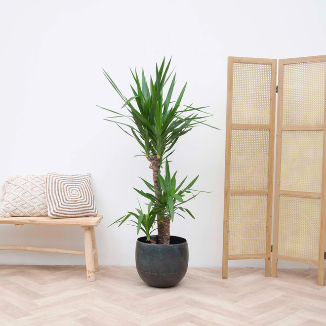 Yucca fresh from the grower - Green Bubble