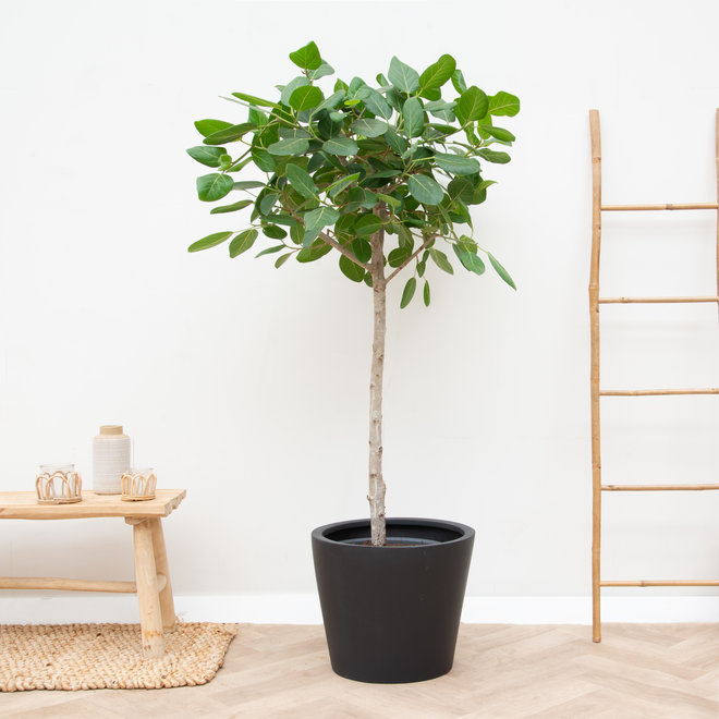 Ficus Benghalensis Audrey