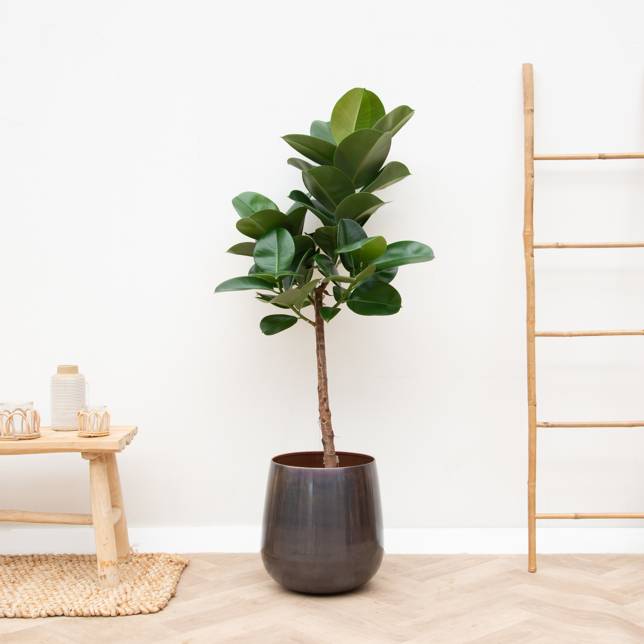 Ficus Elastica Robusta - 140 cm
