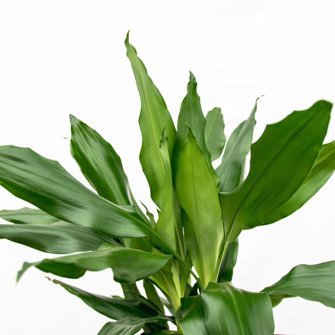 Green Bubble Dracaena Janet Lind XL - 160cm