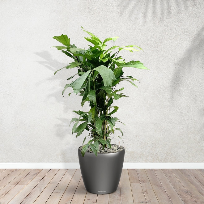 Caryota Mitis (fishtail palm) Green Bubble - Green Bubble