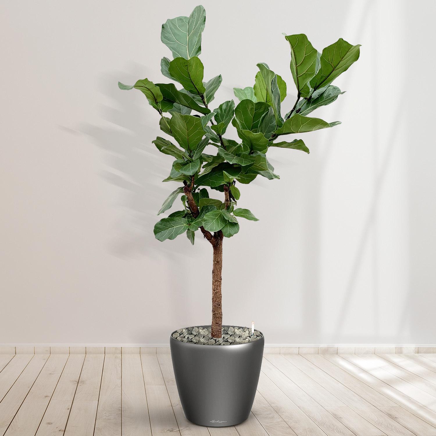 Ficus Lyrata Tree including self-watering Joy Anthracite L - 200cm ...