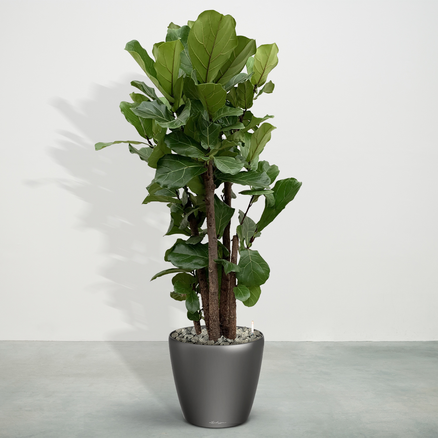 Ficus Lyrata branched including self-watering Joy Anthracite L - 200cm ...
