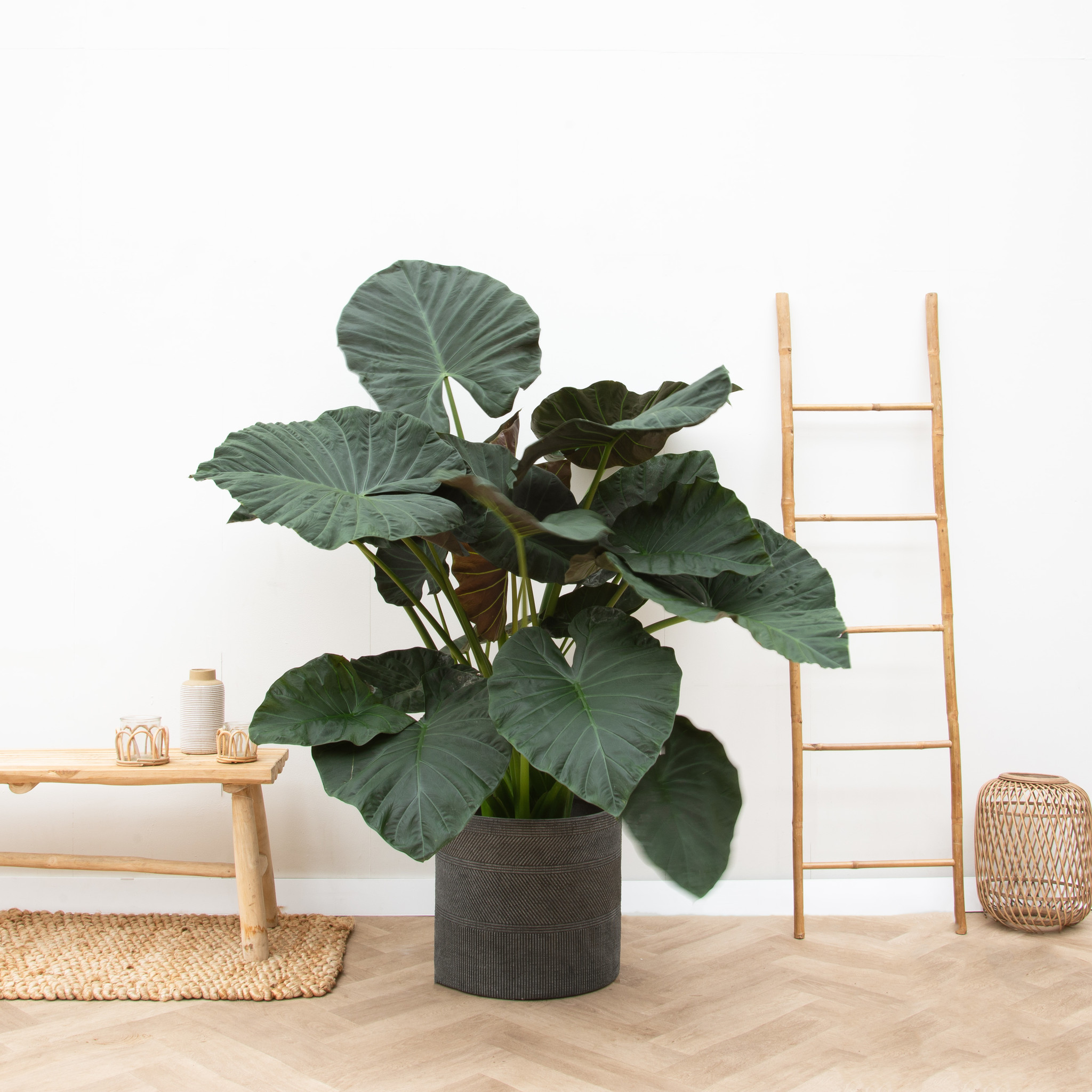 Alocasia Regal Shields - 180cm - Green Bubble