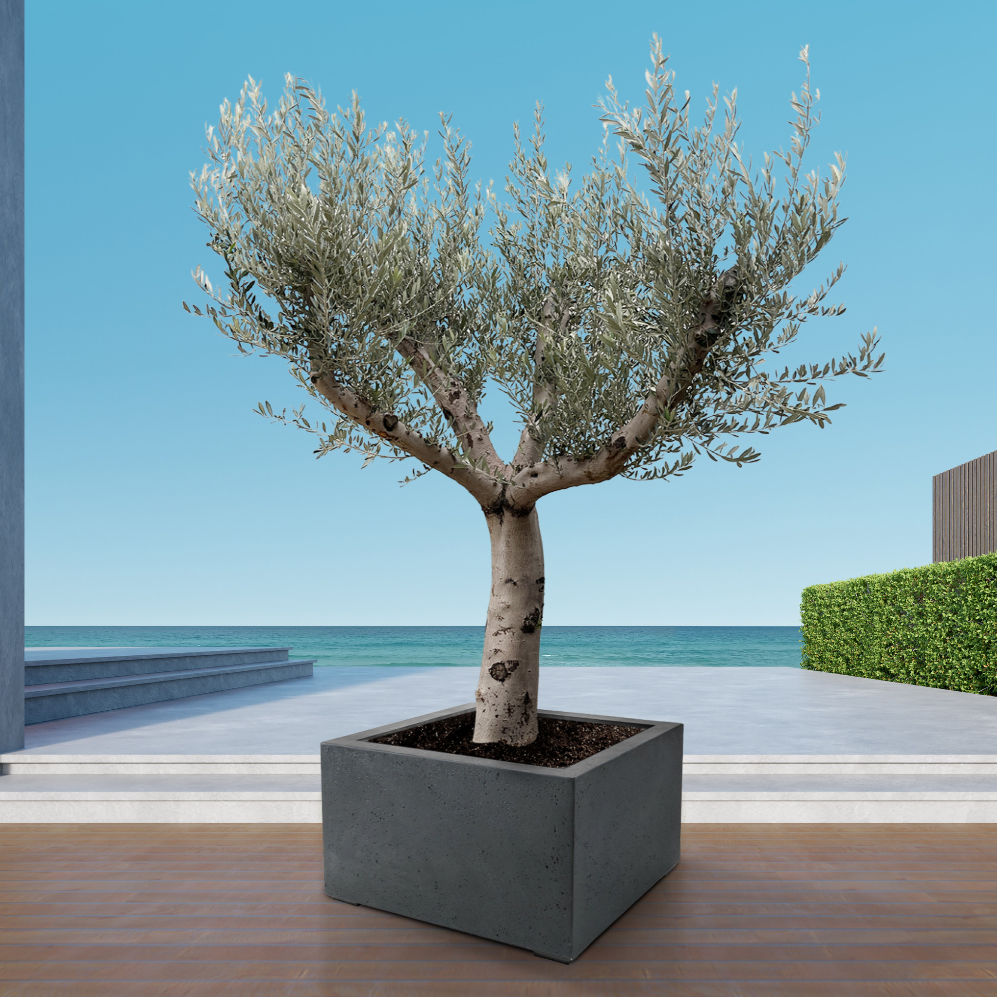 Olijfboom Olea Europaea Cultivo XXL - 250cm - Green Bubble