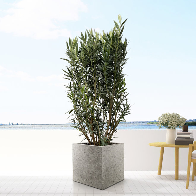 Commander du beau laurier-rose Nerium