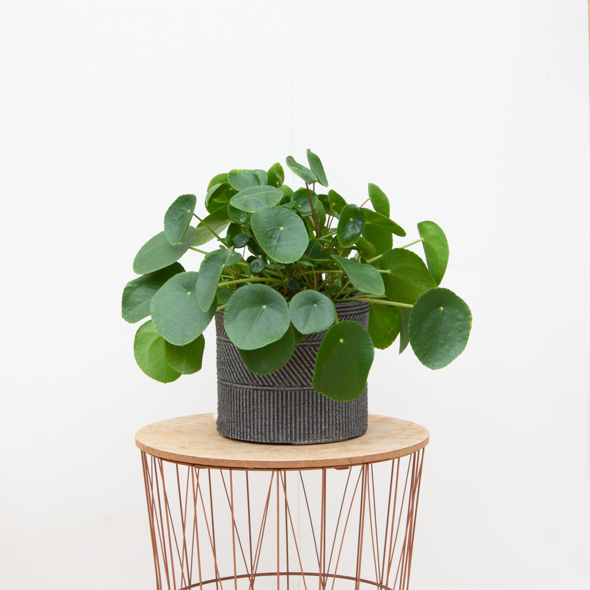 Pannenkoekenplant xl - 35cm - Green Bubble