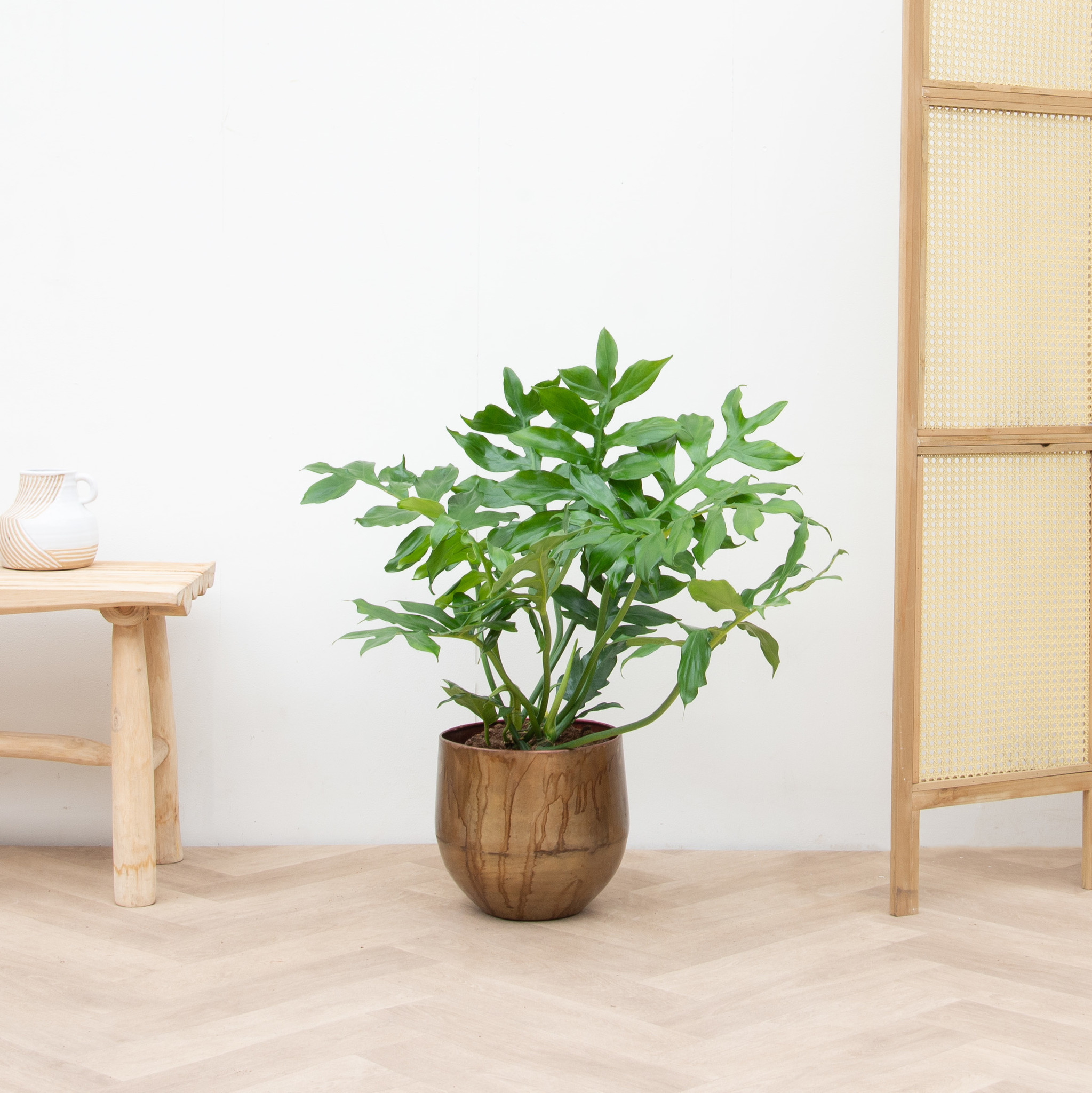 Philodendron Mayoi - Green Bubble