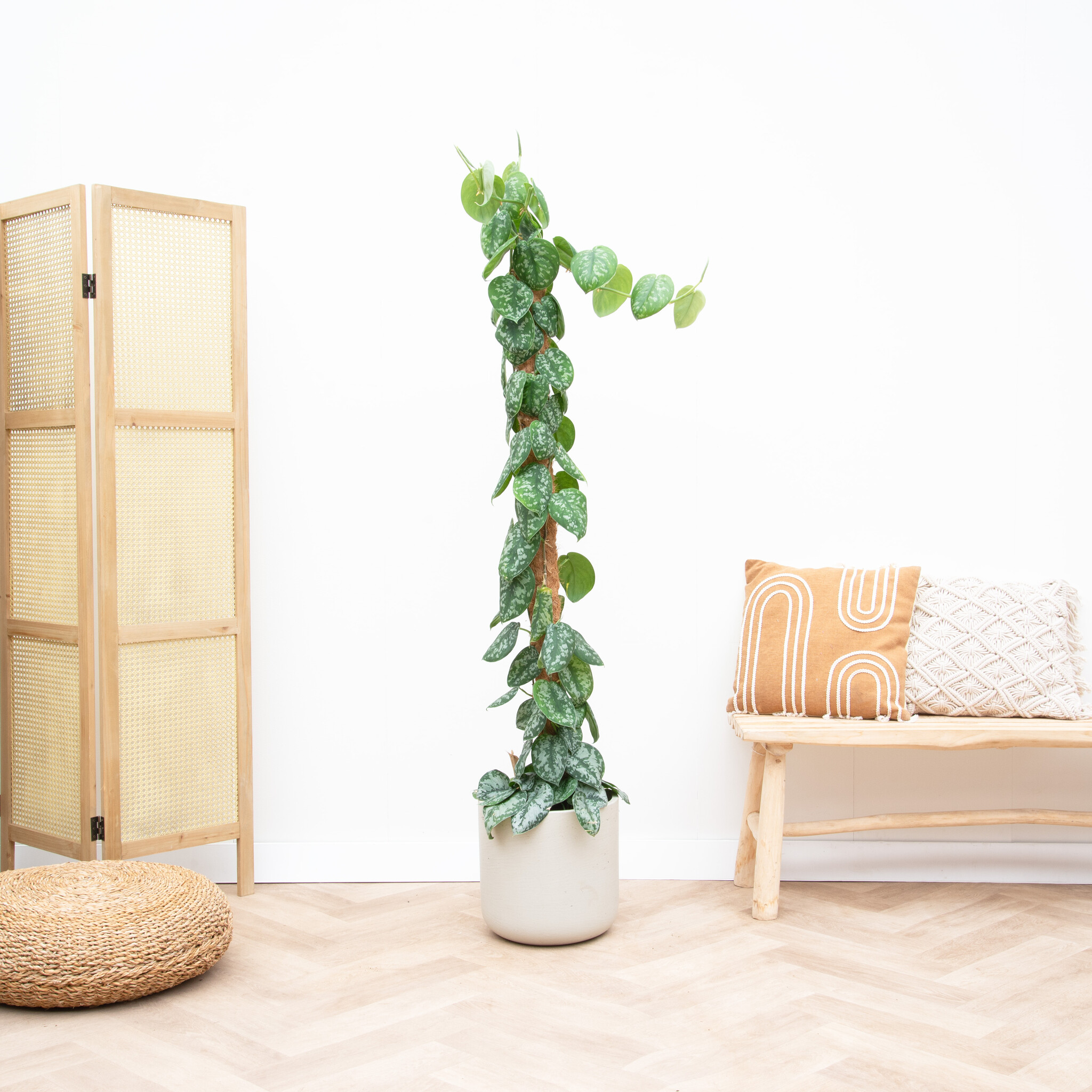 Scindapsus Pictus Trebie - 150cm - Green Bubble