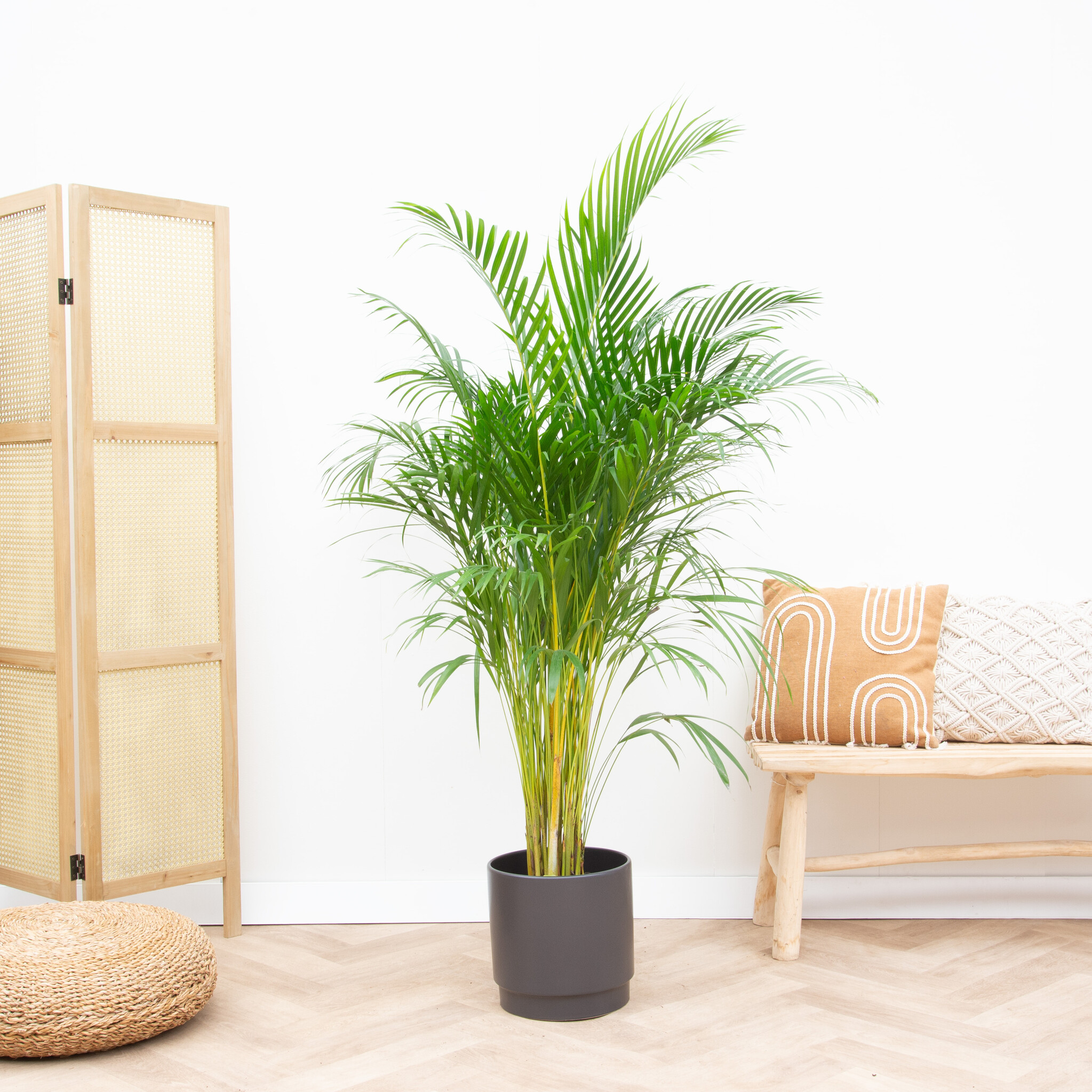 Dypsis Lutescens (palmier Areca) -180cm - Green Bubble