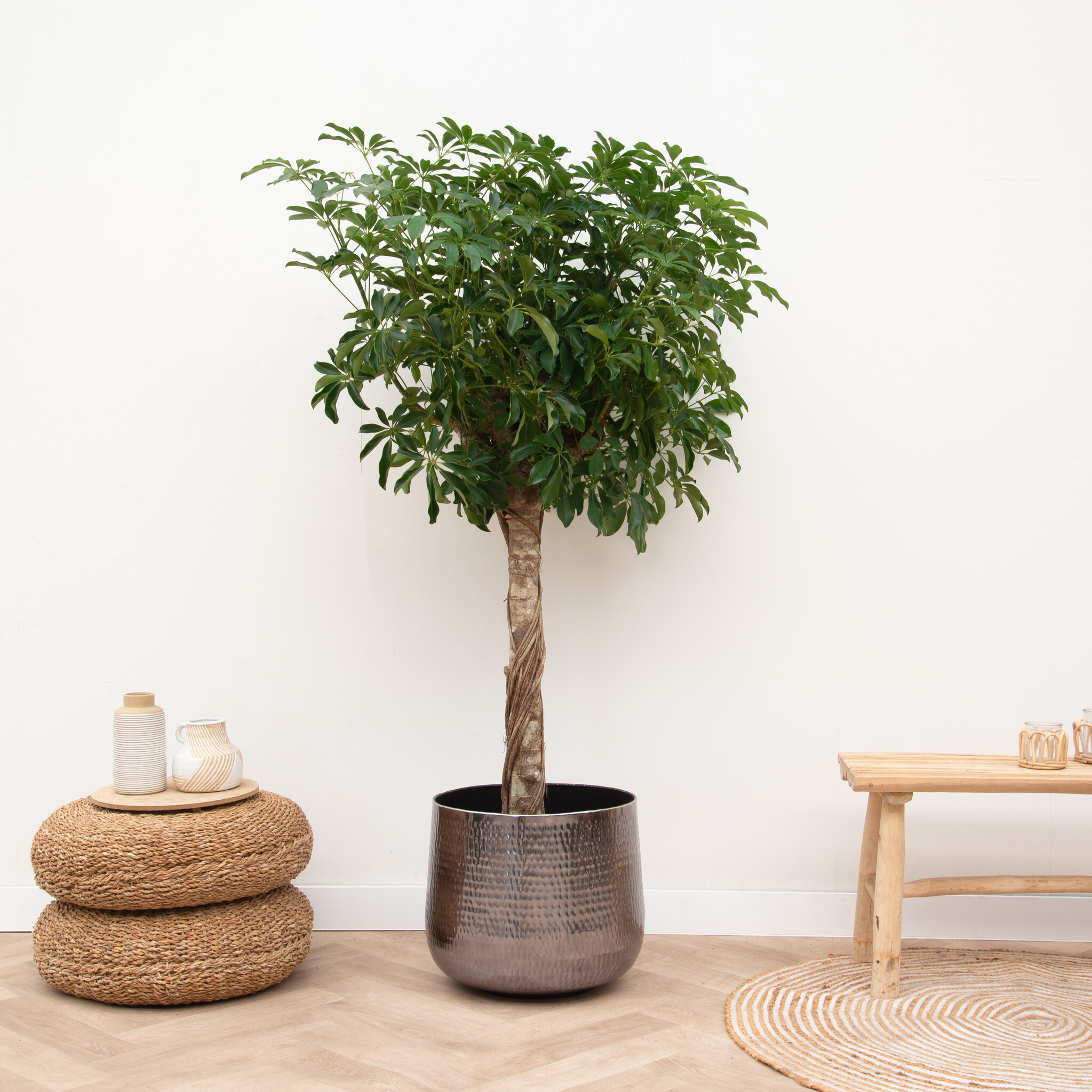 Schefflera sur tige - 180cm - Green Bubble