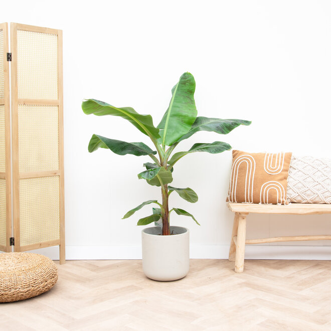 Acheter des plants de bananiers →Musa - Green Bubble