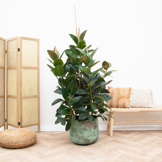 Ficus Elastica Robusta – Gummibaum - Green Bubble
