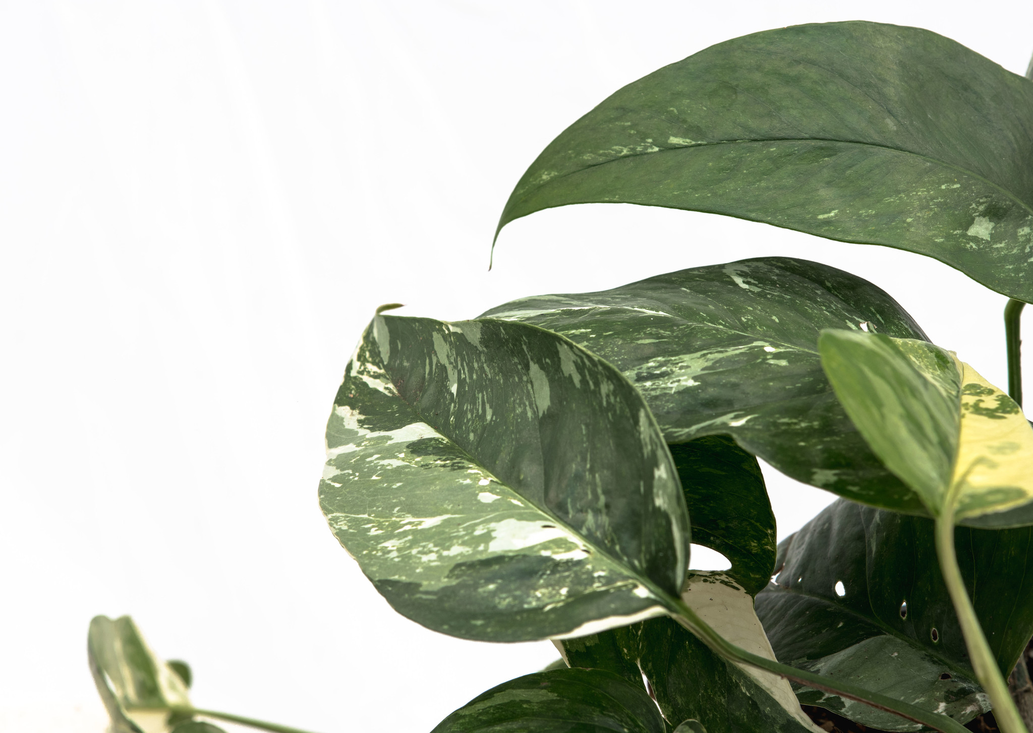 3x Epipremnum Pinnatum Variegata mosstok - 75 cm - Green Bubble