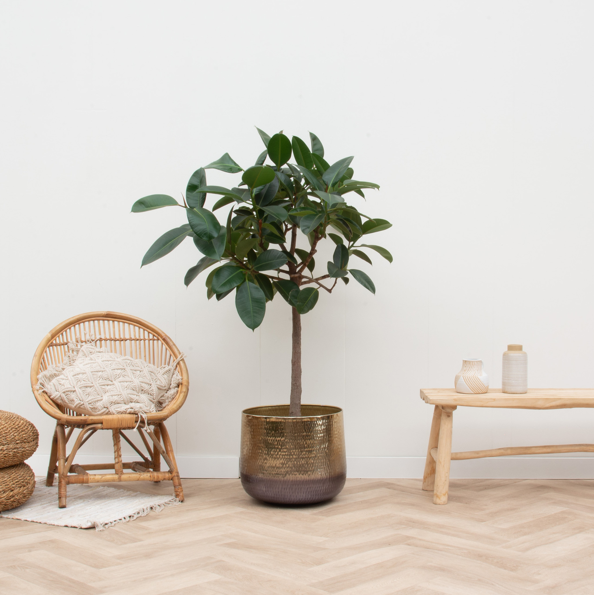 Ficus Elastica Robusta op stam - 160cm - Green Bubble