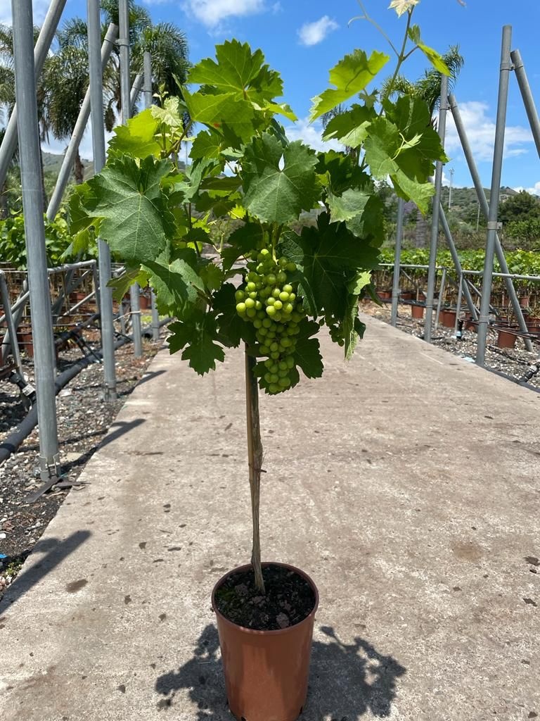 Vitis Vinifera Bianca - 100cm - Green Bubble