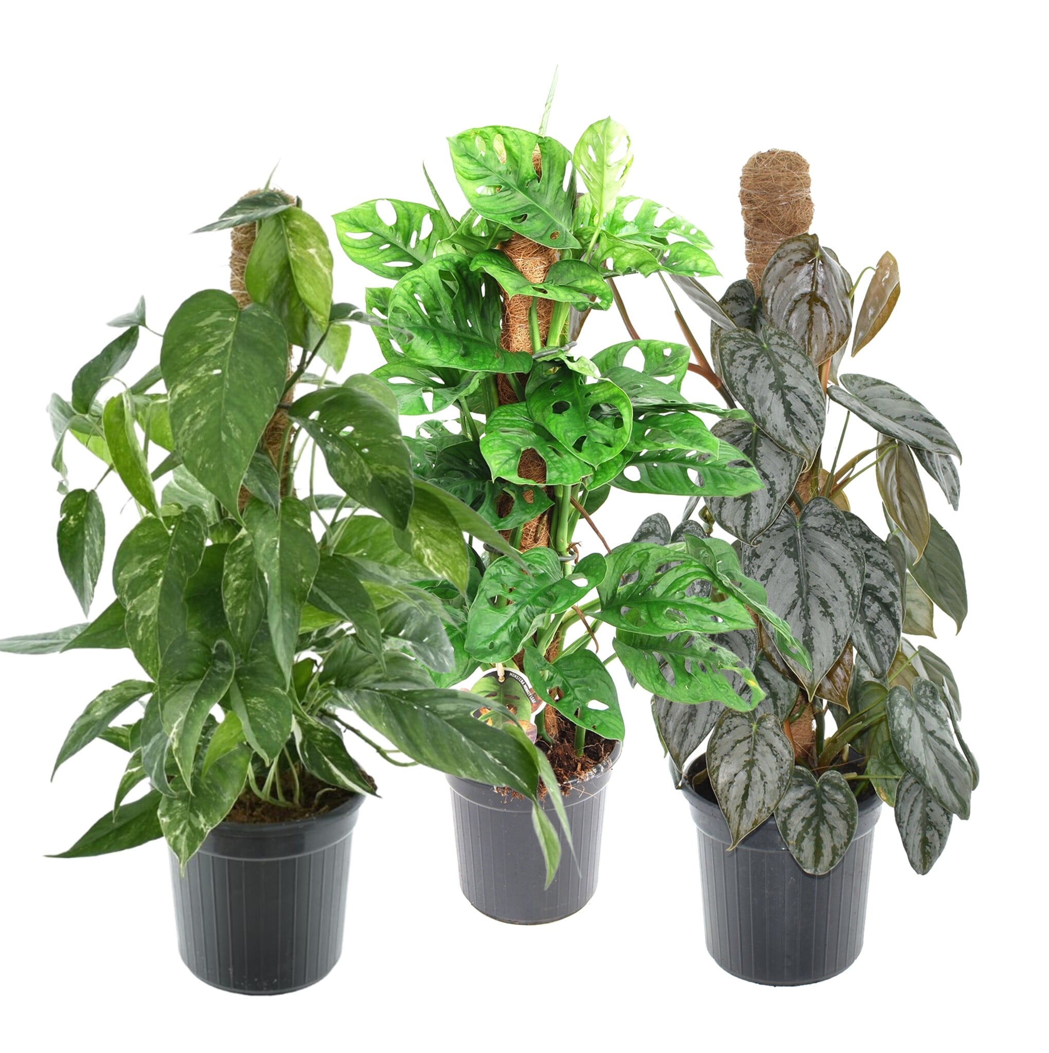 Combi deal - Moss stick mix - Green Bubble