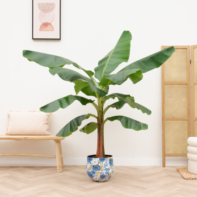 Acheter des plants de bananiers →Musa - Green Bubble