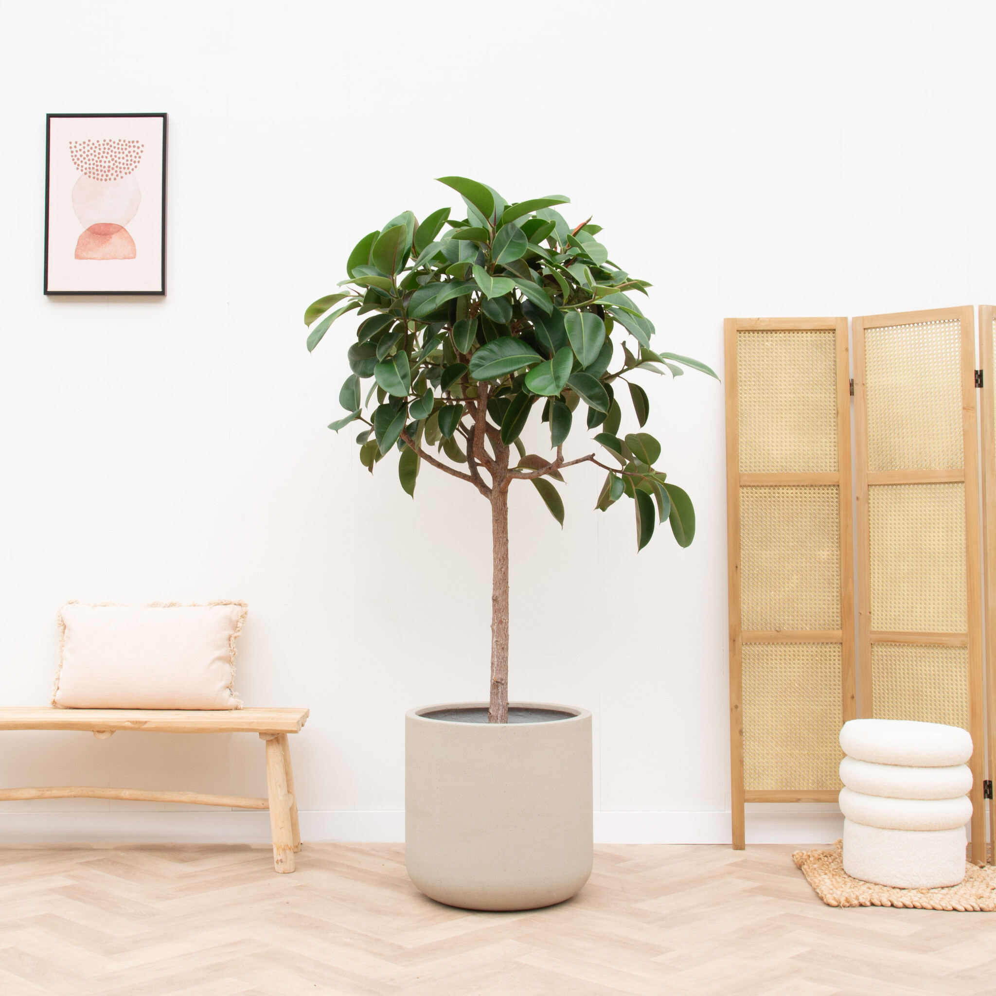 Ficus Elastica Robusta on stem - 190cm - Green Bubble