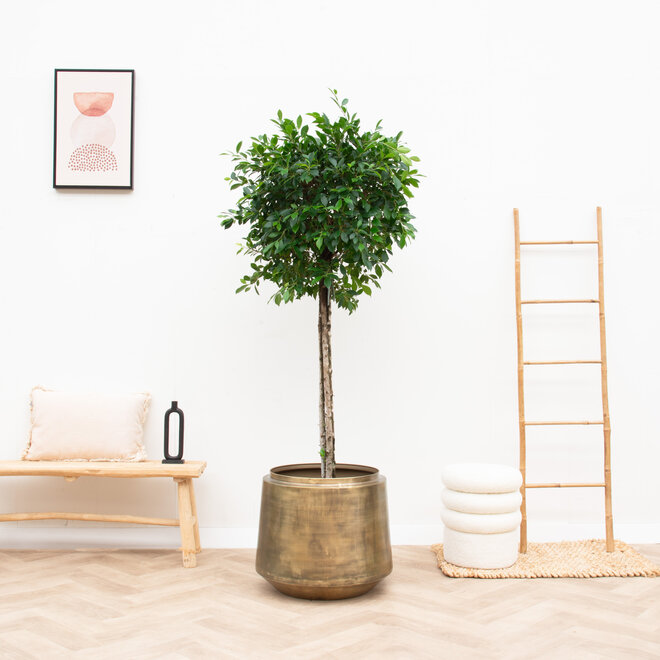 Ficus Nitida Green Bubble
