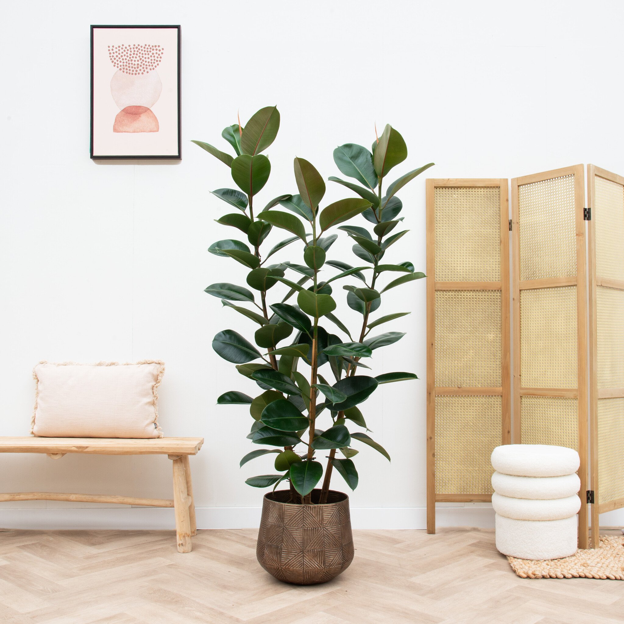 Ficus Elastica Robusta bush - 200cm - Green Bubble