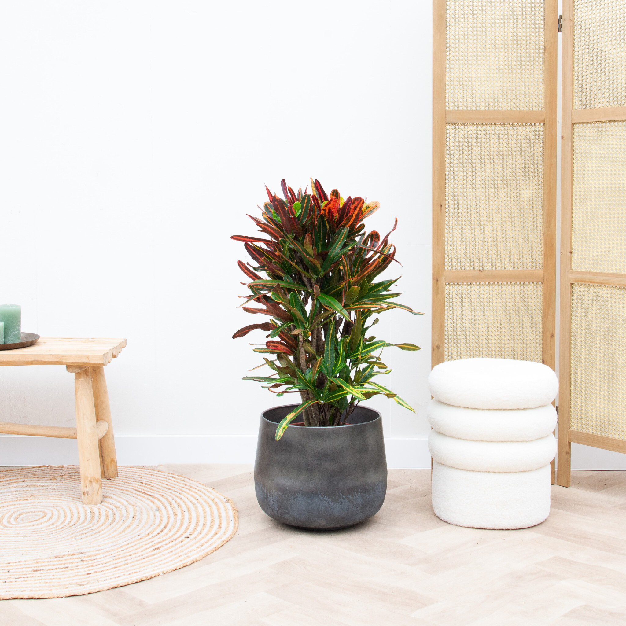 Croton Codiaeum variegatum 'Mammi' - 120cm - Green Bubble