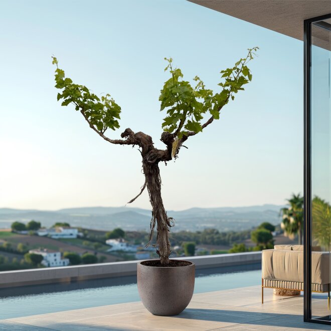 Weinreben - Green Bubble