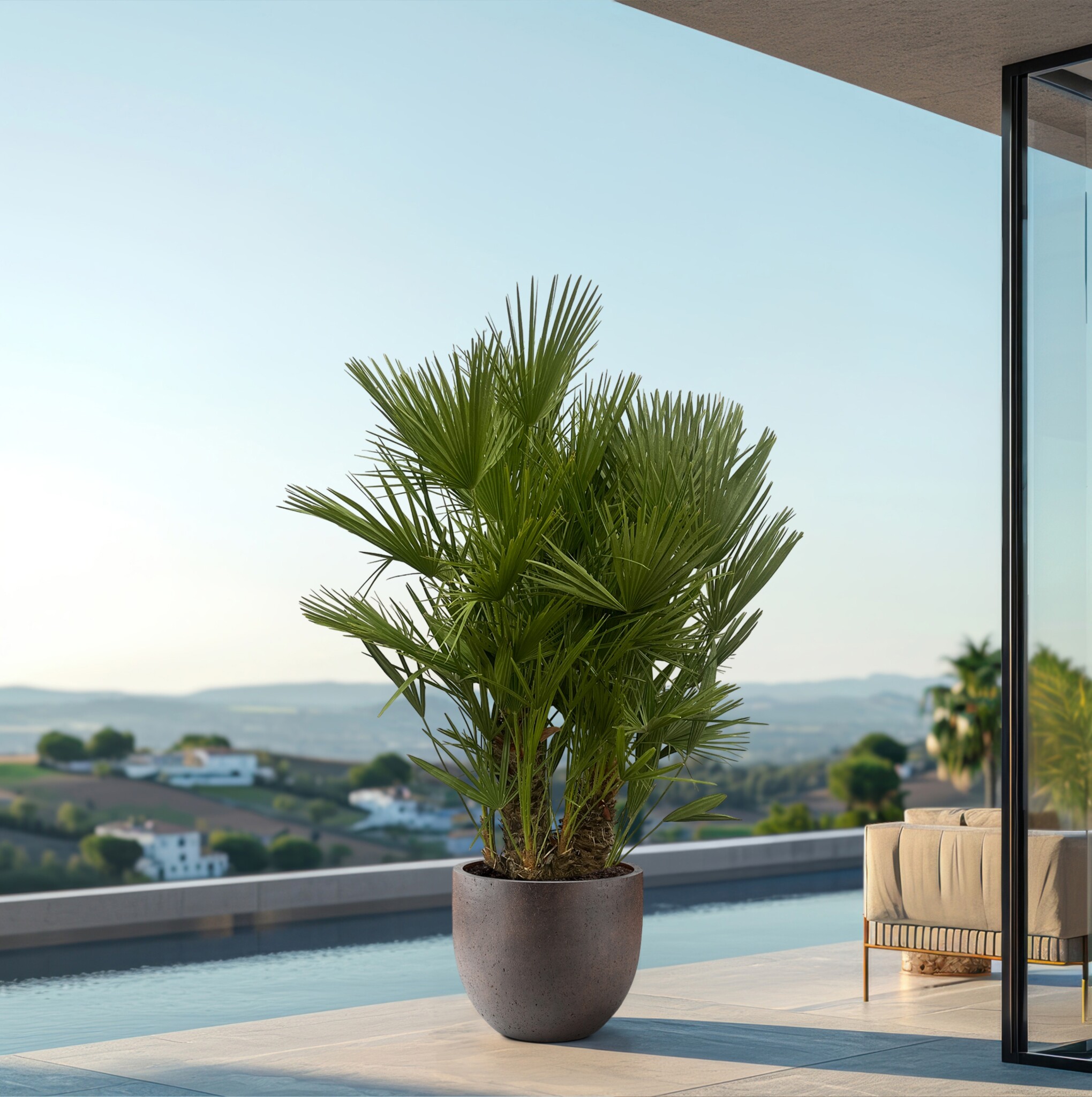 Chamaerops Humilis multistam - 180cm - Green Bubble