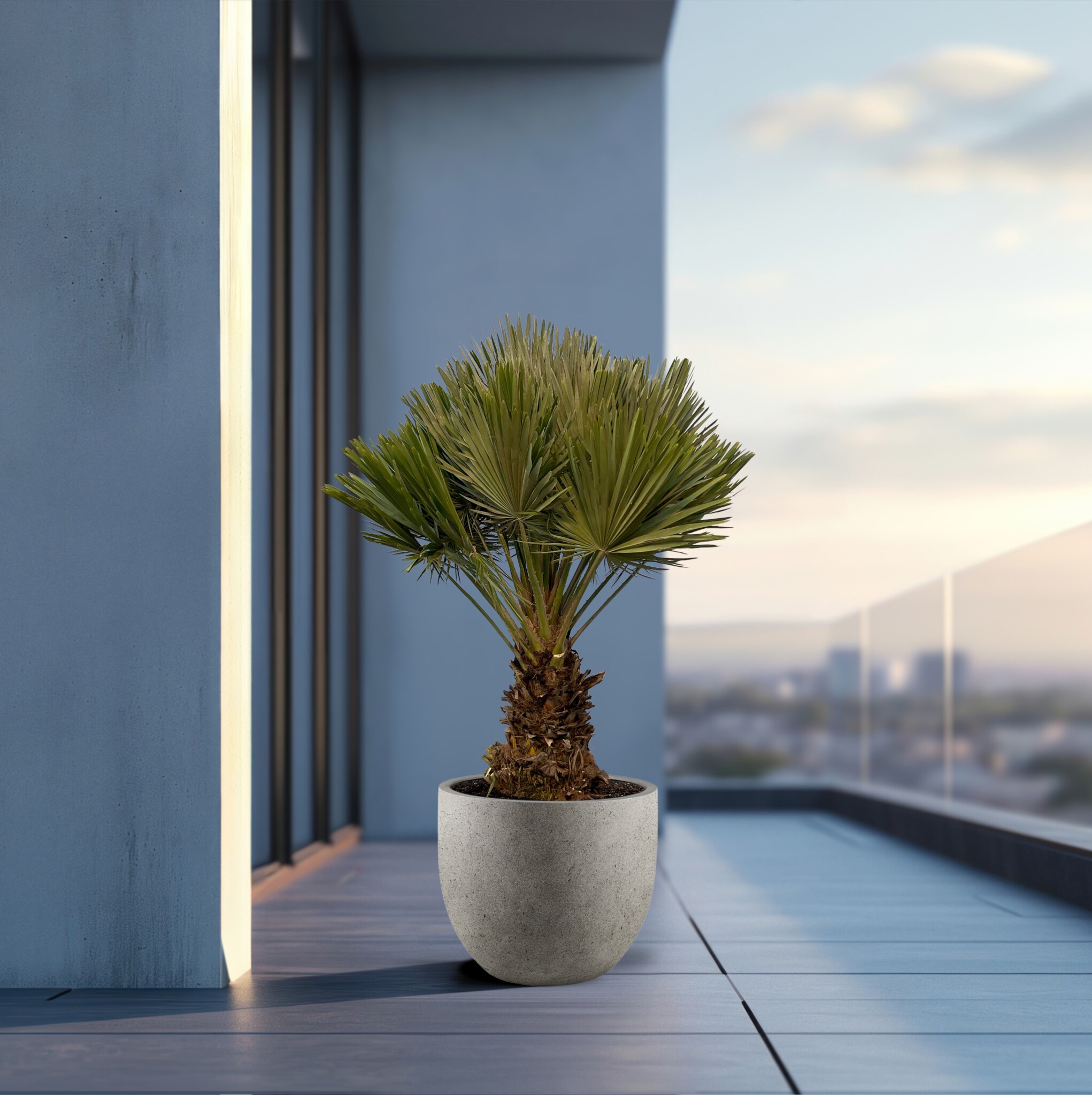 Chamaerops Humilis compact - 120cm - Green Bubble