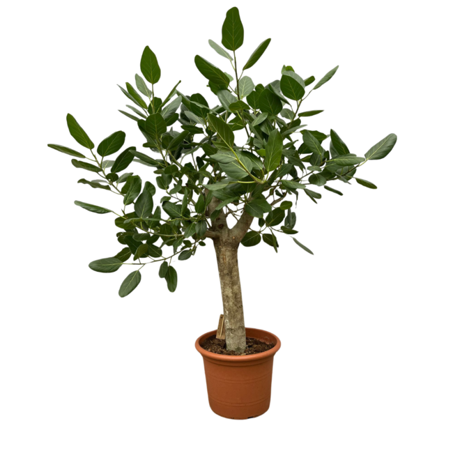 Ficus Benghalensis Audrey - Green Bubble