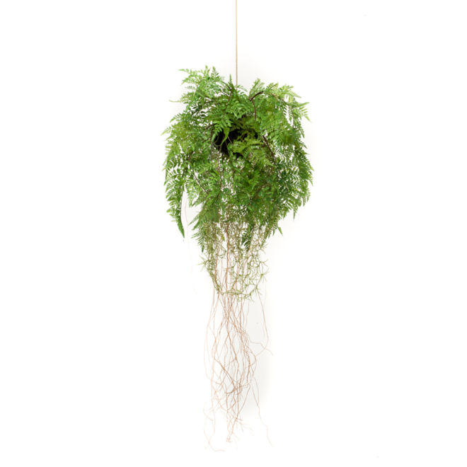 Buy artificial fern with roots → Order artificial fern with roots ...