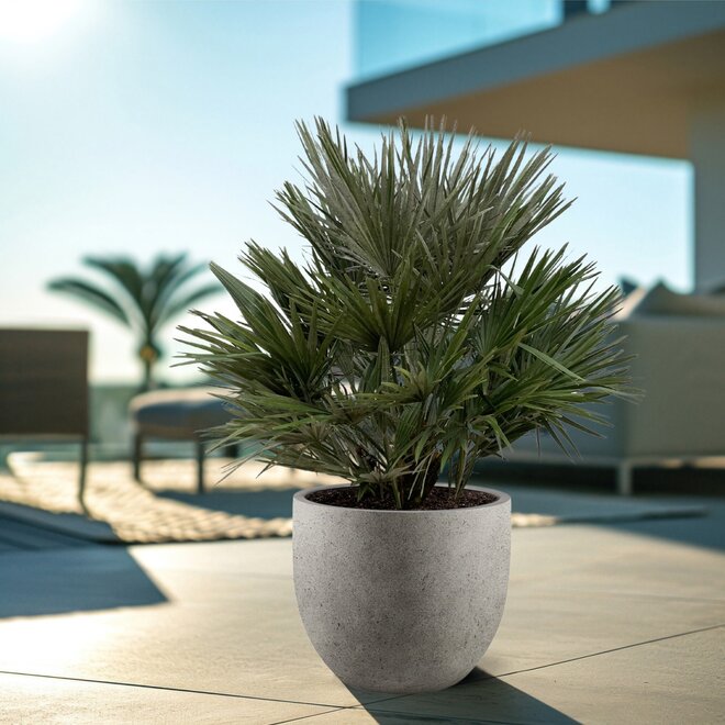 Chamaerops Humilis - Green Bubble