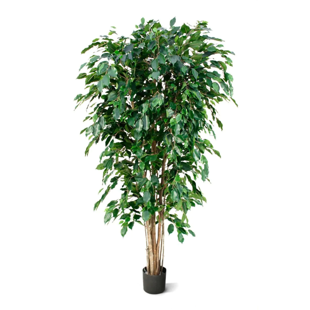 Ficus Benjamina Exotica plante artificielle - 180 cm - Green Bubble