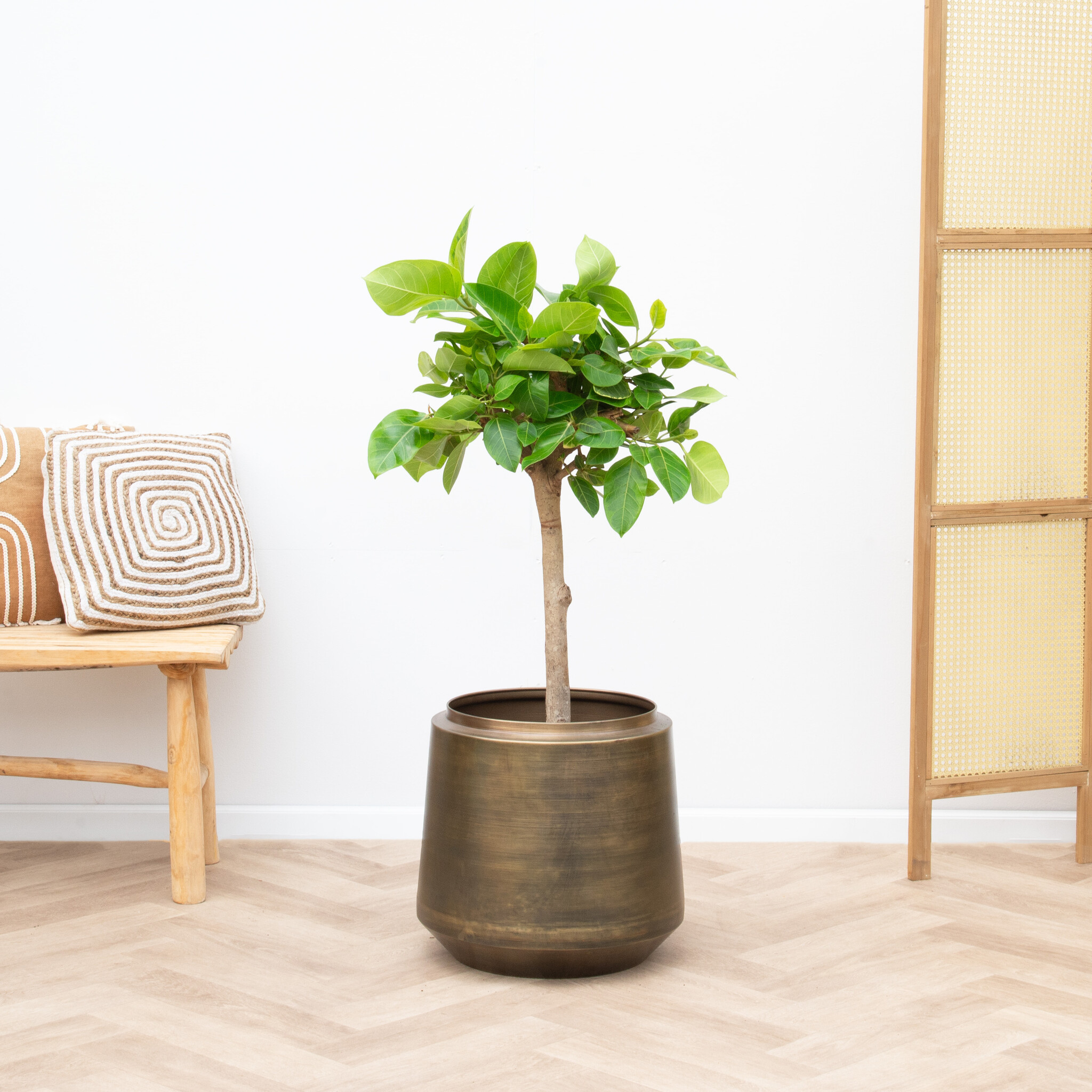 Ficus Altissima Variegata - 130cm - Green Bubble