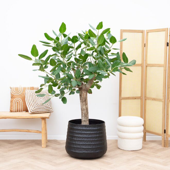 Ficus Benghalensis Audrey - Green Bubble