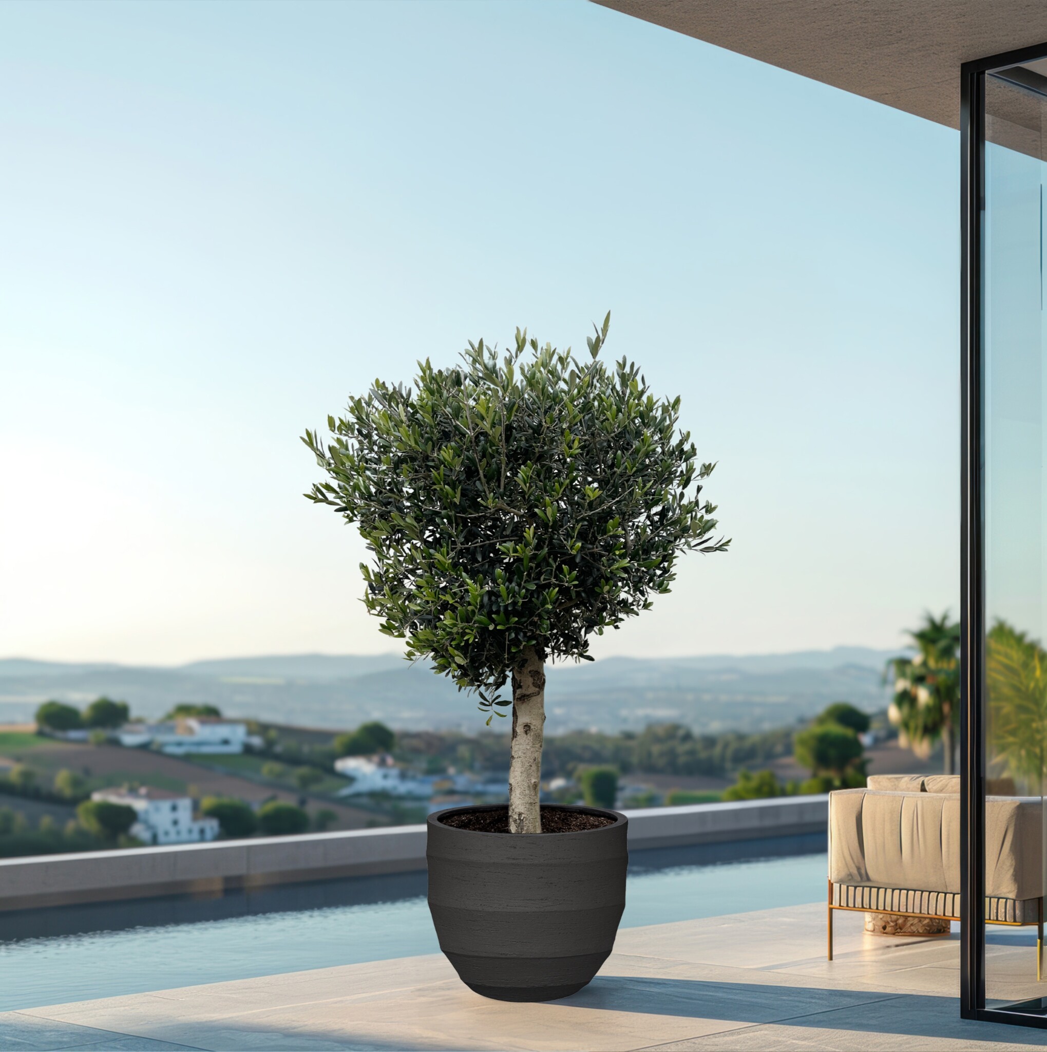 Combi deal - Olea Lorc including pot Bordo New Egg - 210cm - Green Bubble