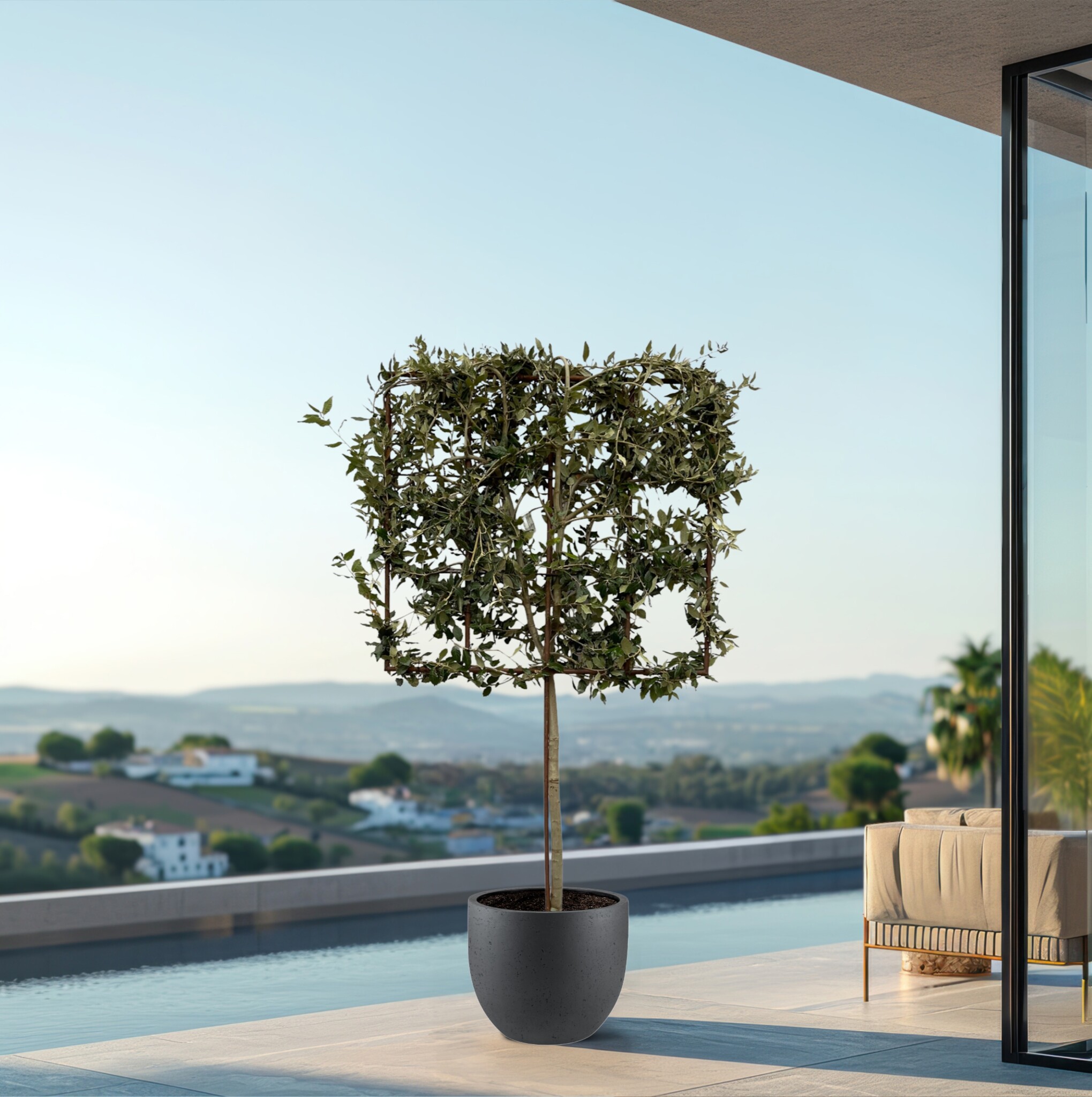 Quercus ilex on rack - 225cm - Green Bubble