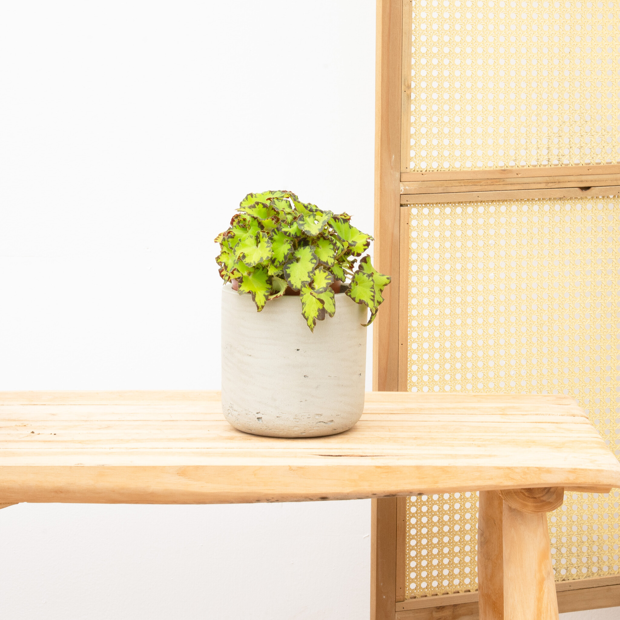 Begonia Rex Jive - 25cm - Green Bubble