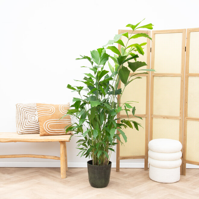 Caryota Mitis (fishtail palm) Green Bubble - Green Bubble