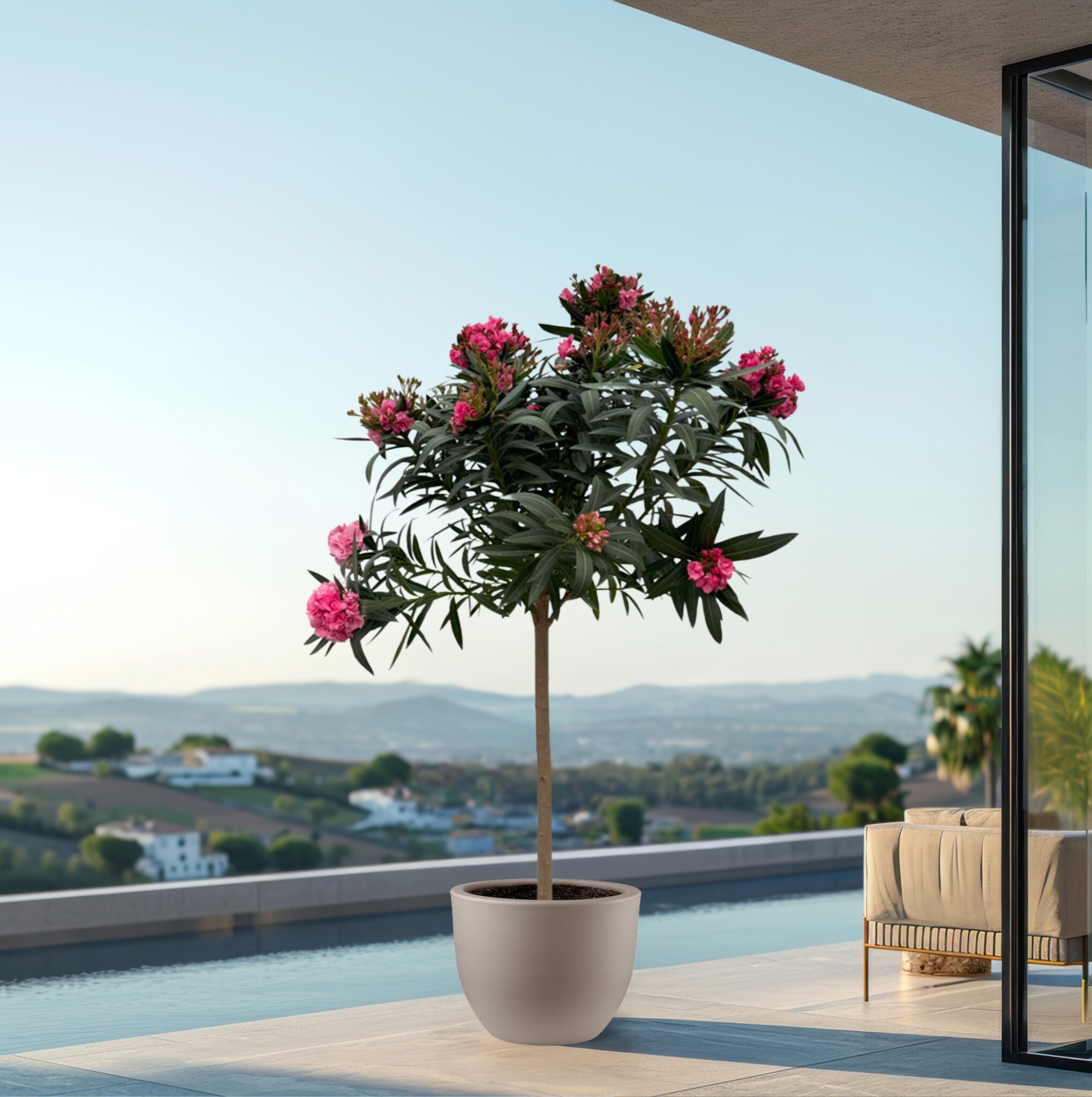 laurier-rose Nerium sur tige - 200 cm - Green Bubble