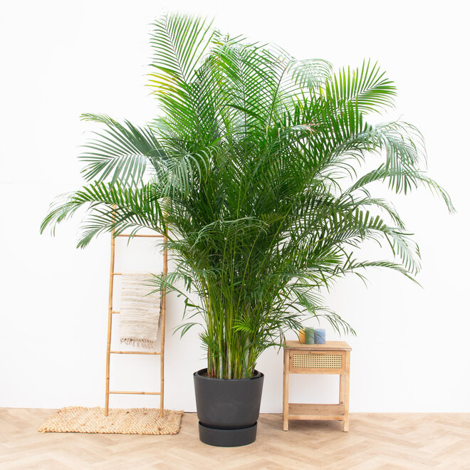 Areca Palme Kaufen