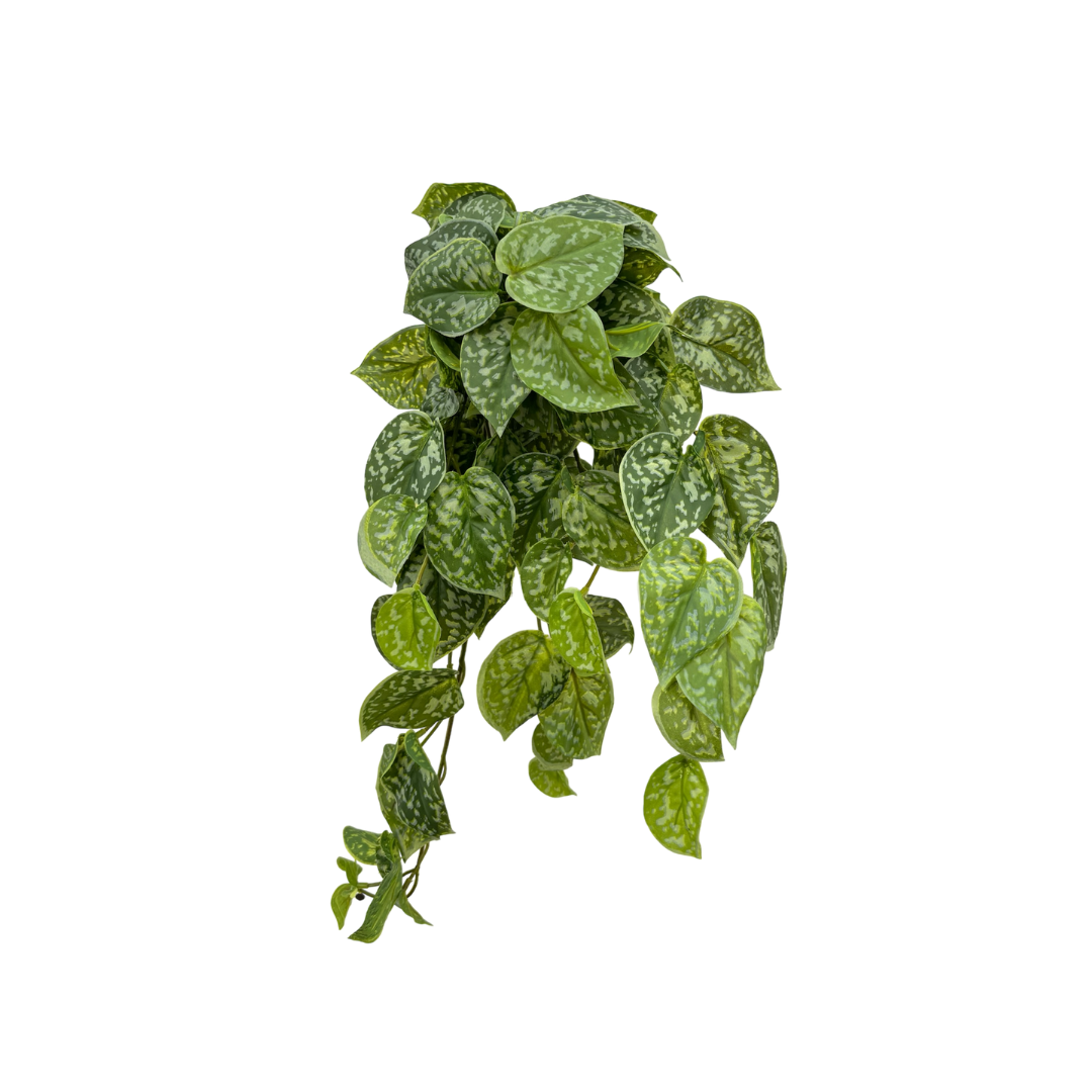 Scindapsus Pictus - 50 cm - Green Bubble